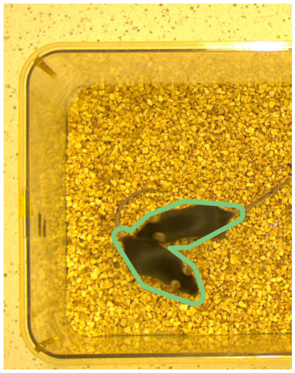 Geometry computations Example 5: Slice animal shapes — SimBA 0.0.2 ...
