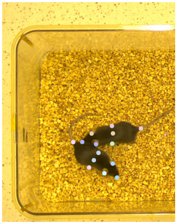 Geometry computations Example 5: Slice animal shapes — SimBA 0.0.2 ...